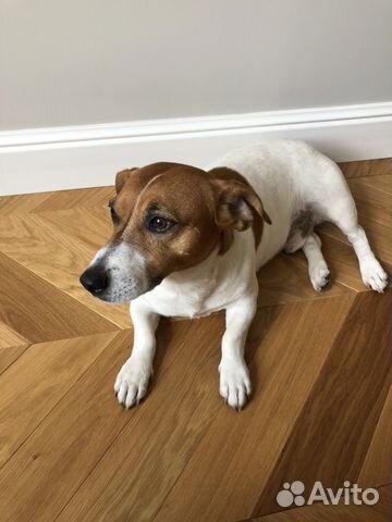Отдаю джэк рассел терьера