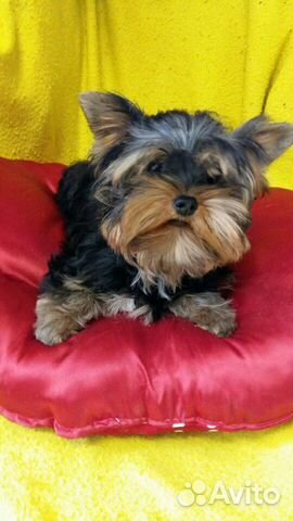 Йорк - девочка, 4 мес