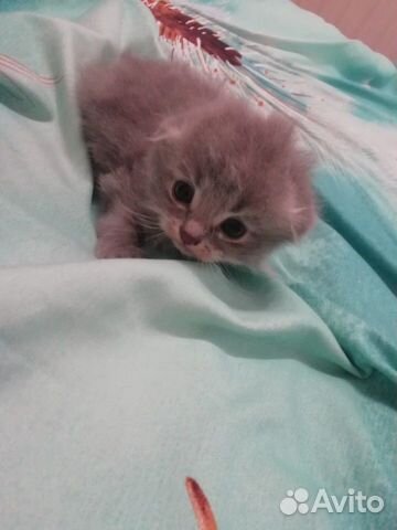 Вислоухий котенок