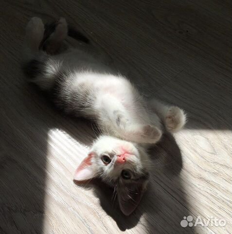 Озорной котенок ищет дом