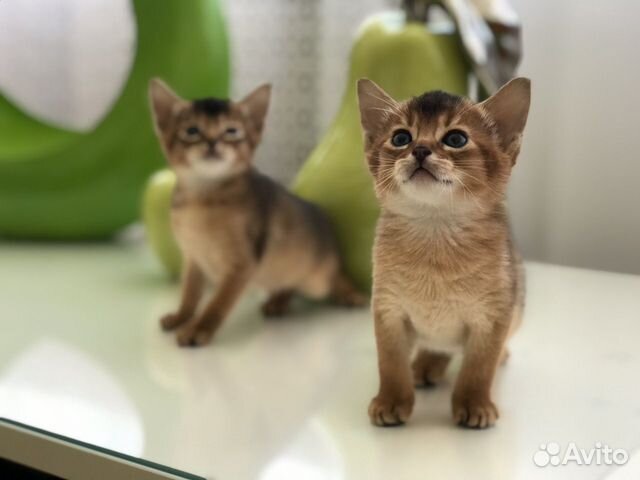 Абисские котята