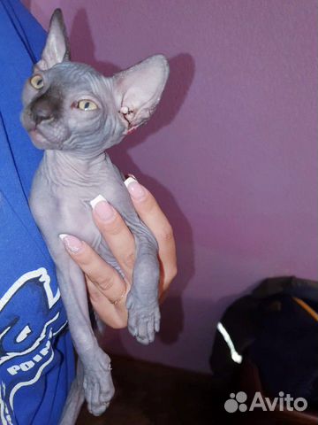 Канадские сфинксы. Продаю. Котята. Мальчик и девоч
