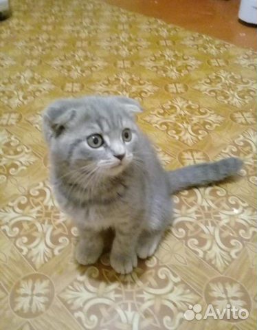 Британский скоттиш-фолд,мальчик