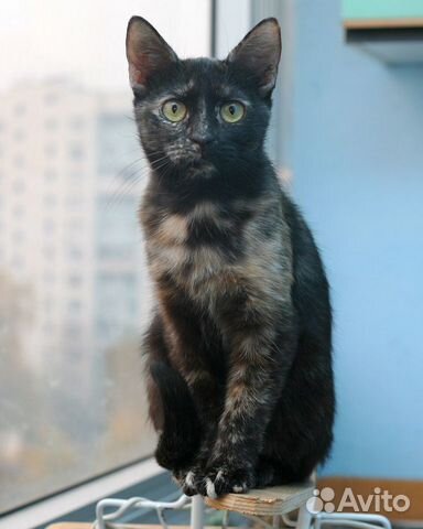 Кошка в дар