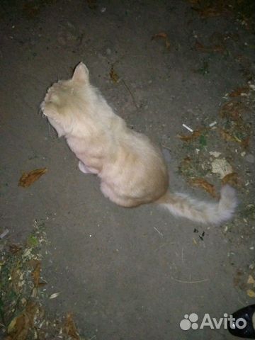 Котик персиковый ищет дом