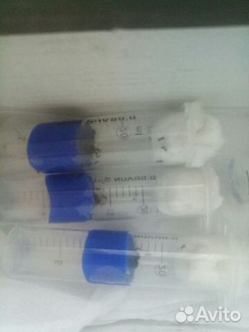 Муравьи lasius niger