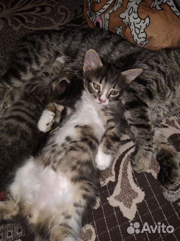 Реальные котаны