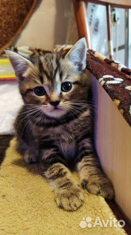 Британцы-красавцы