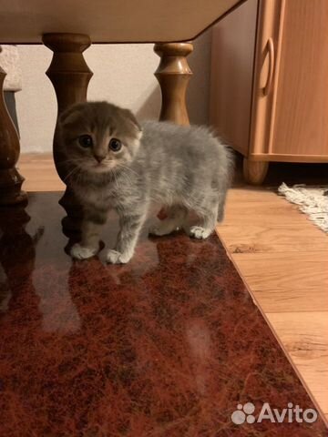 Продаётся котенок