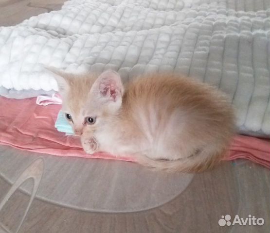 Котёнок дворянин