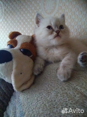 Котята британцы