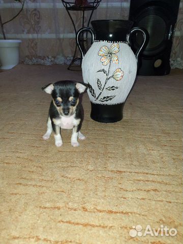 Мини тойчики