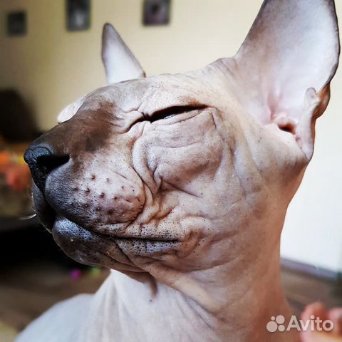 Донской сфинкс