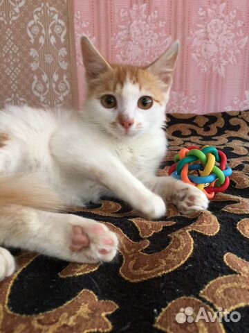 Котенок Лексик