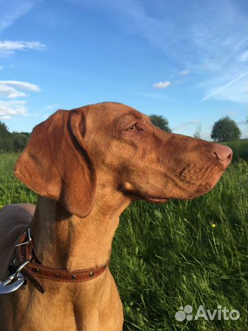 Кобель венгерской выжлы