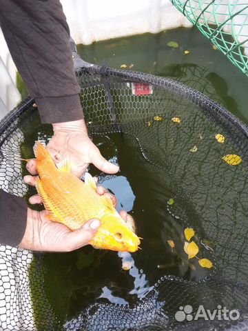 Японский карп кои