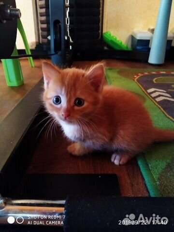 Котята