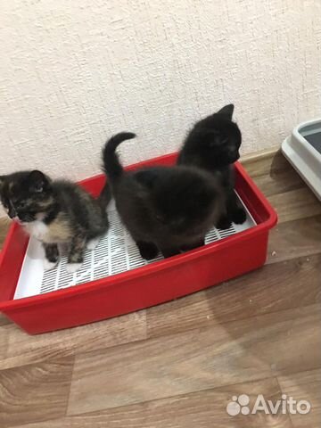 Котятки ищут семью