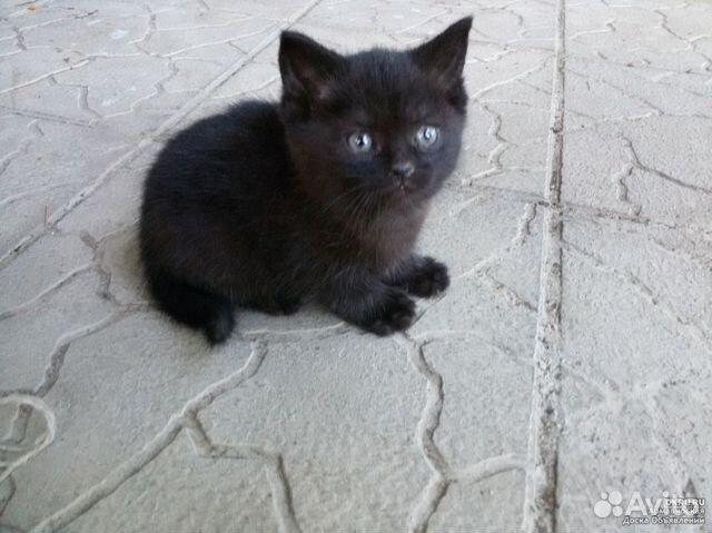 Котята черненькие 3шт