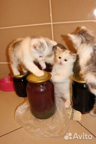 Подарочки