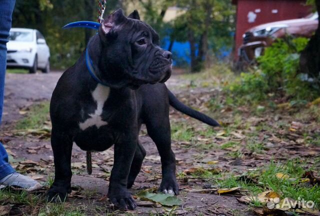 Кобель американский булли.abkc