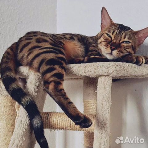 Бенгальчик для вязки