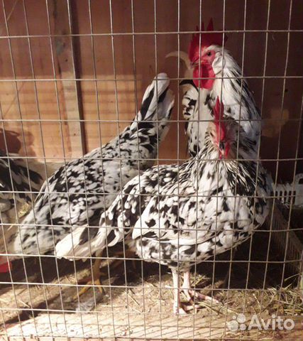 Леггорн долматинец и Амрокс яйцо цыплята