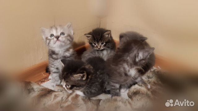 Котята от британской кошки