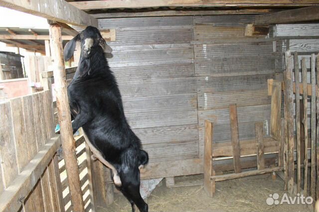 Племенной козел