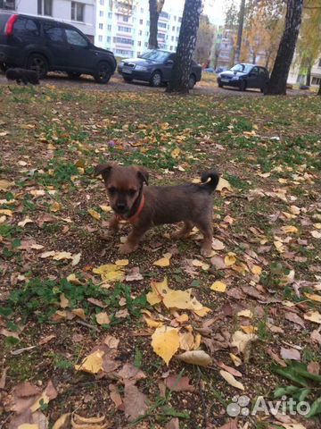 Милаха Бани ищет свой дом