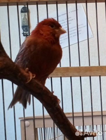 Кенар и канарейка