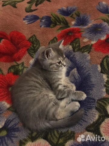 Кошечка