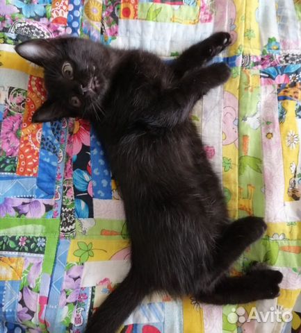 Кошечка