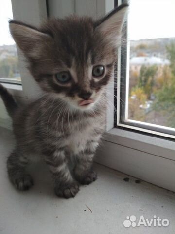 Котята Любви