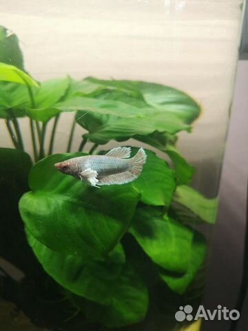 Петушок Самка слоновье ухо