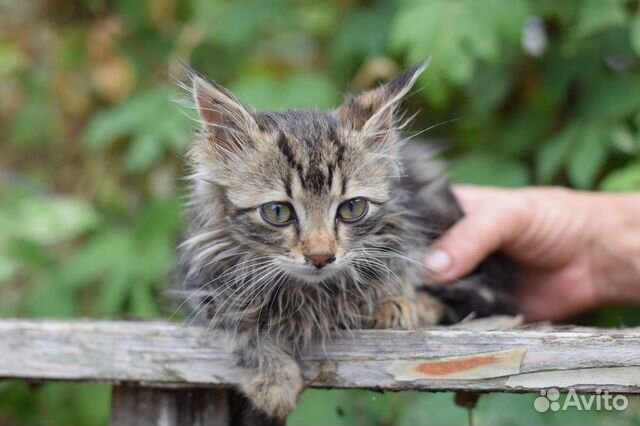 Котенок ищет семью