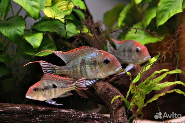 Геофагус тапажос (красноголовый)