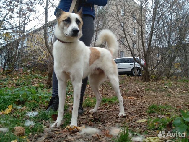 Собака в добрые руки