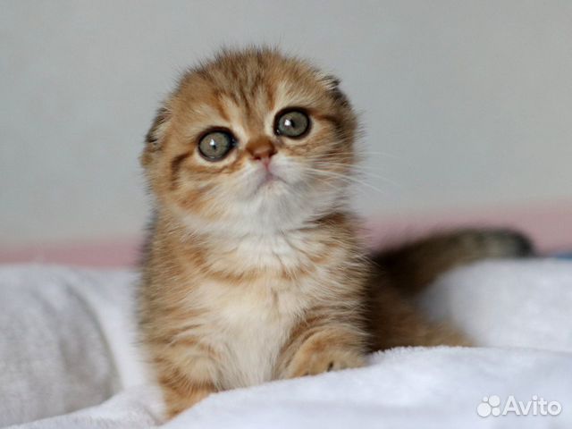 Шикарная девочка скоттиш фолд золотого окраса