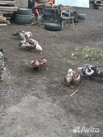 Индоутки и индоутак