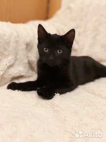 Черный красавец котик ищет дом