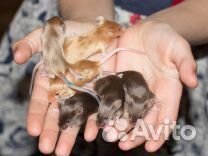 Сатин Мыши Окрасы блэк тан, тигровые, ред