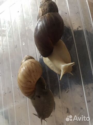 Сухопутные улитки