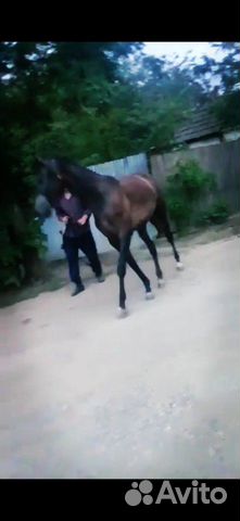 Жеребчик, 2 года, англо-арабской породной группы