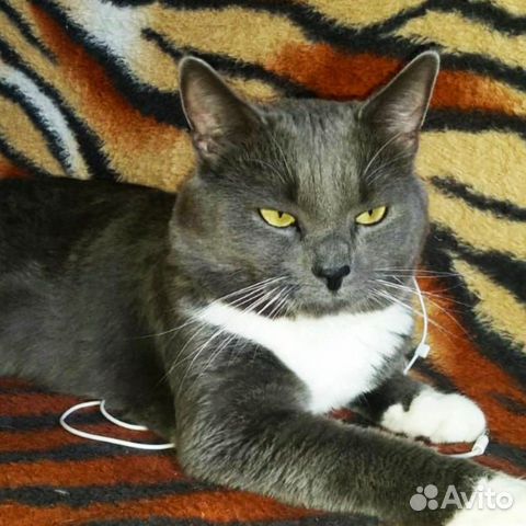 В добрые руки