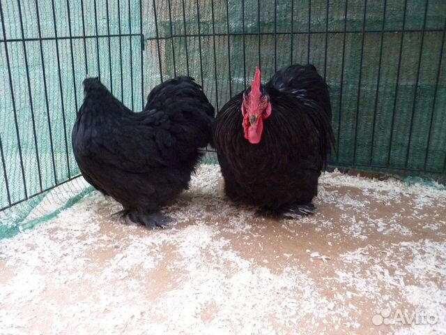 Куры молодки