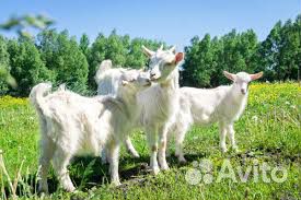 Козлята 1 месяц