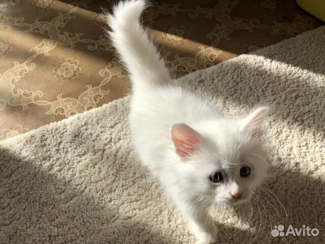 Полностью белый длинношёрстный котенок-девочка