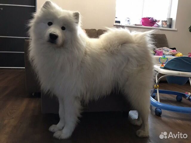 Самоедская лайка в добрые руки, бесплатно