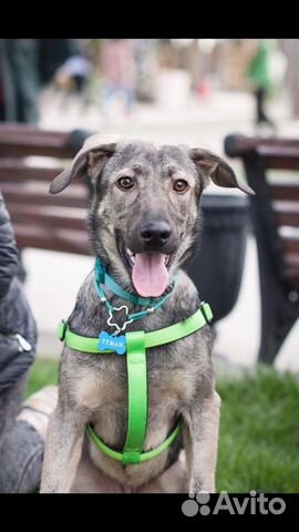 Туман в дар